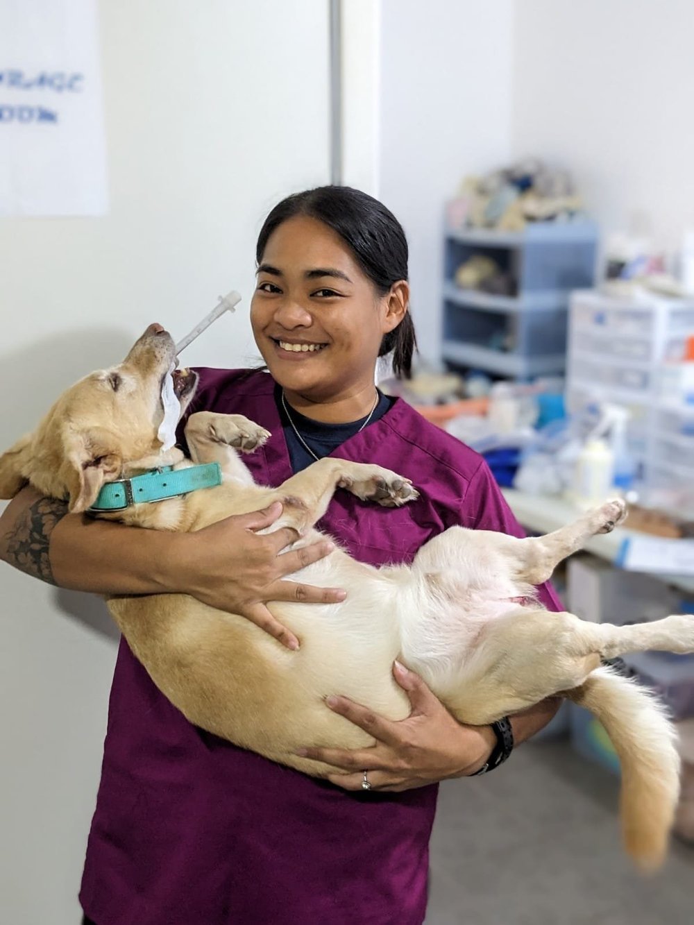 Gallery 1 — Saipan Humane Society