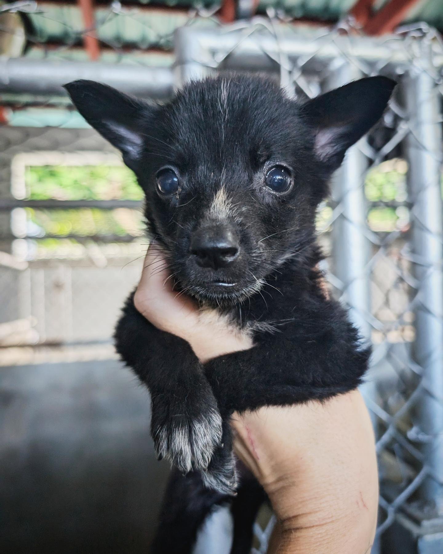 Saipan Humane Society