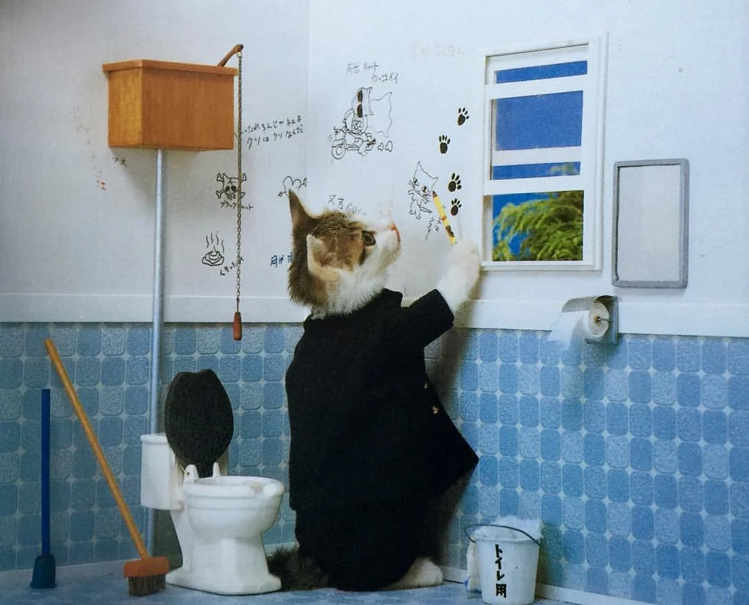 Namennayo Cat Photography - Feline Charm by Satoru Tsuda │Yokogao Magazine
