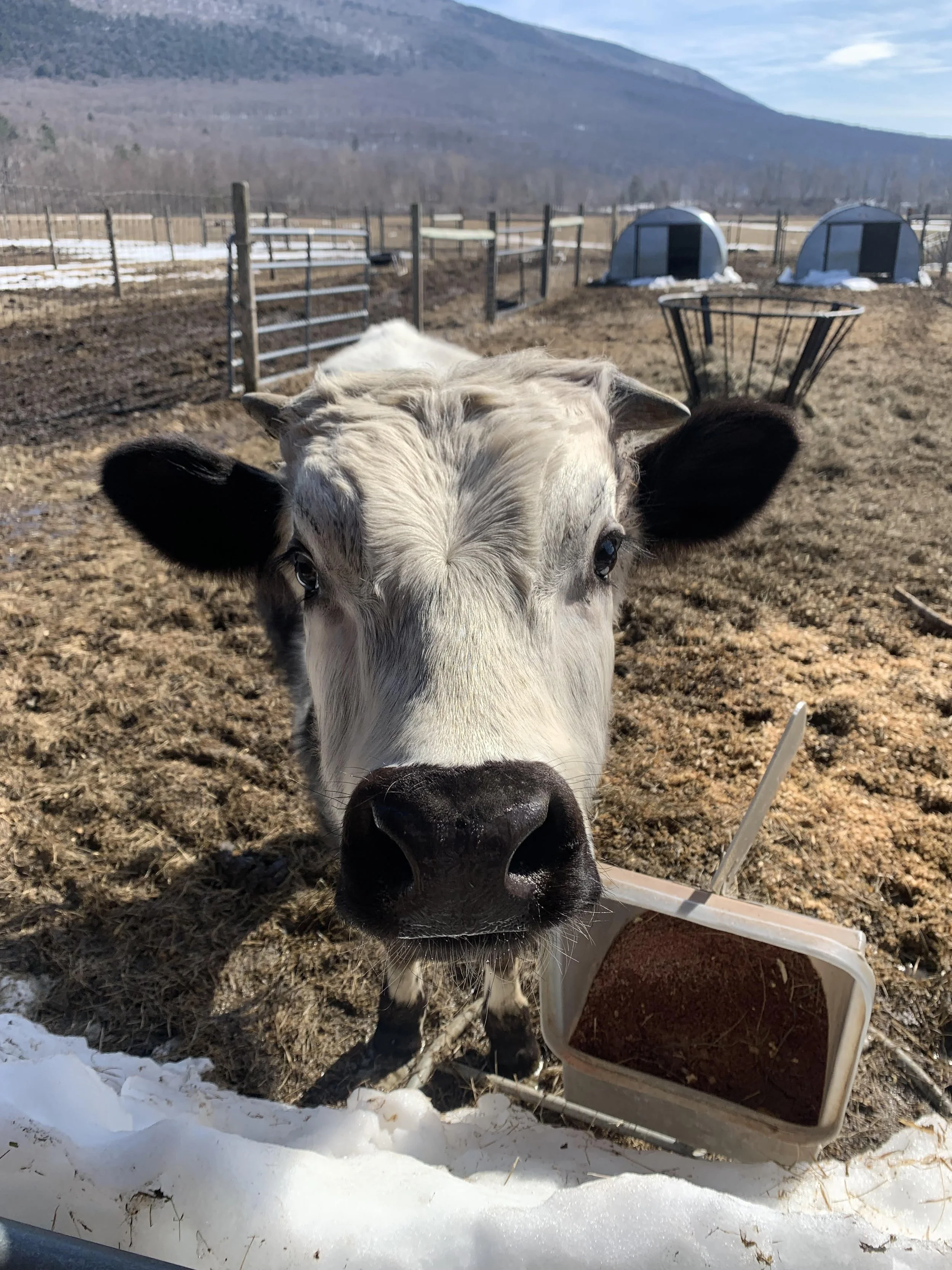 The Randall Cattle Registry