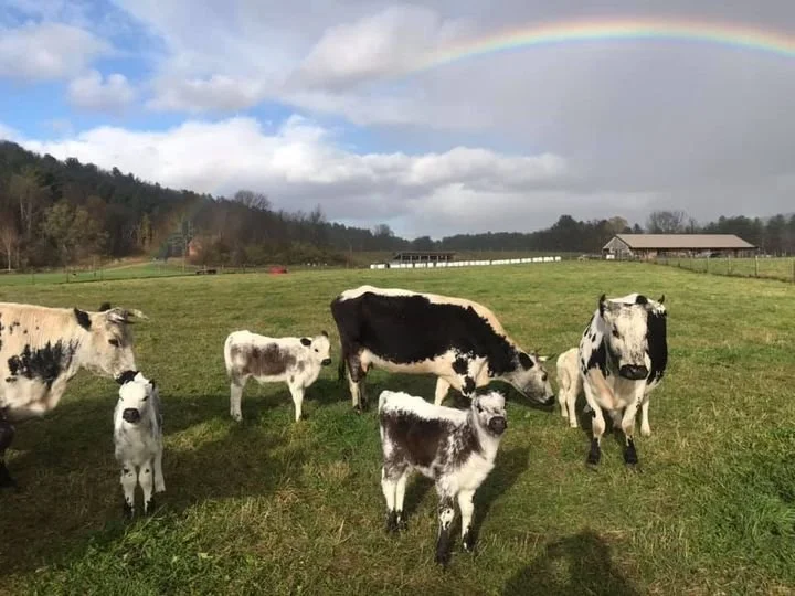 The Randall Cattle Registry