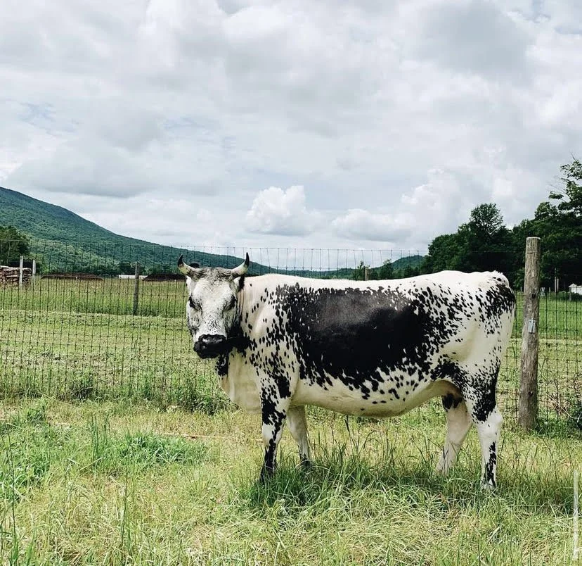 The Randall Cattle Registry