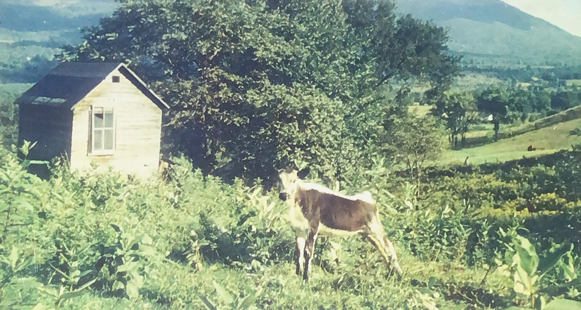 About — The Randall Cattle Registry