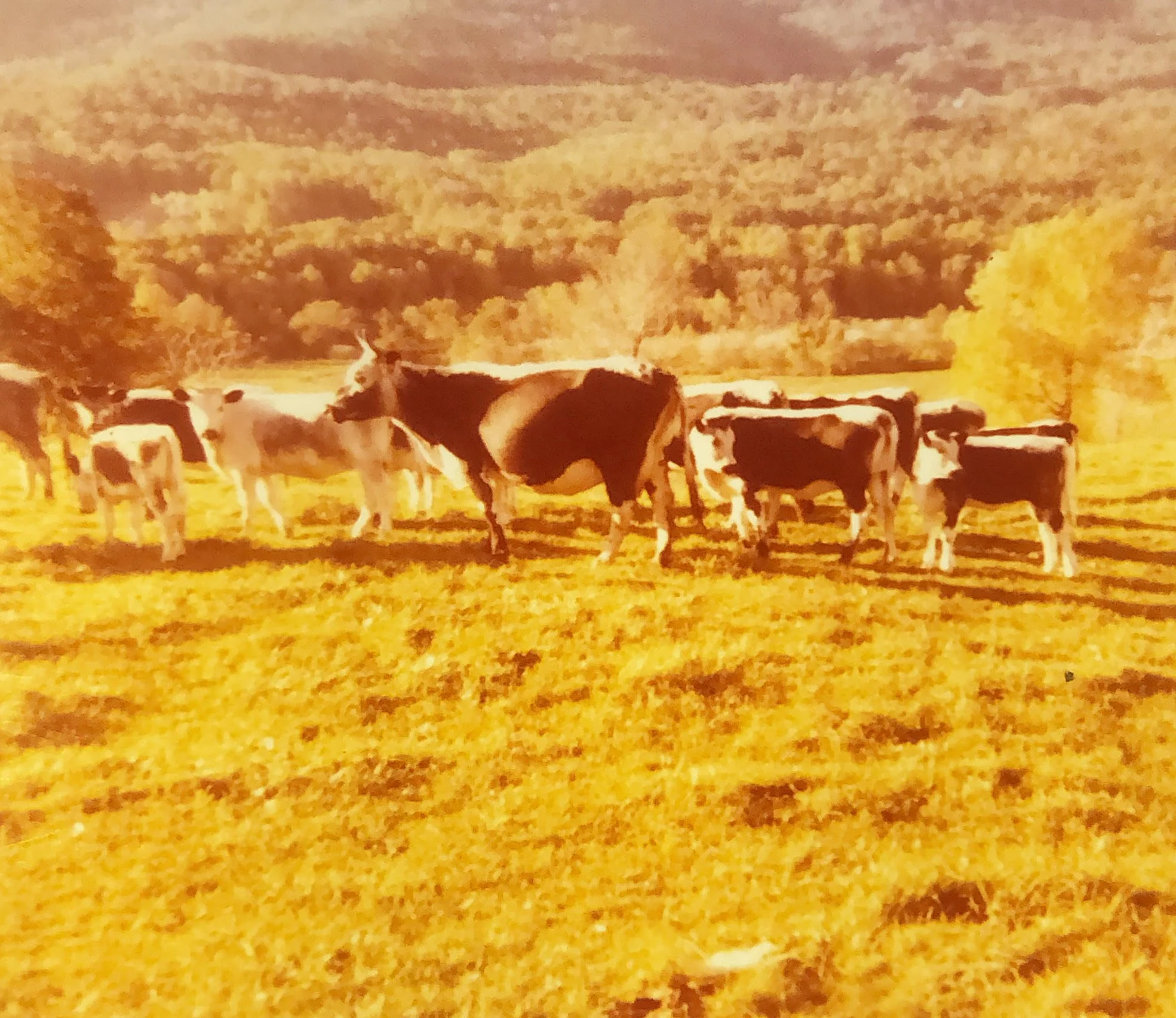 The Randall Cattle Registry