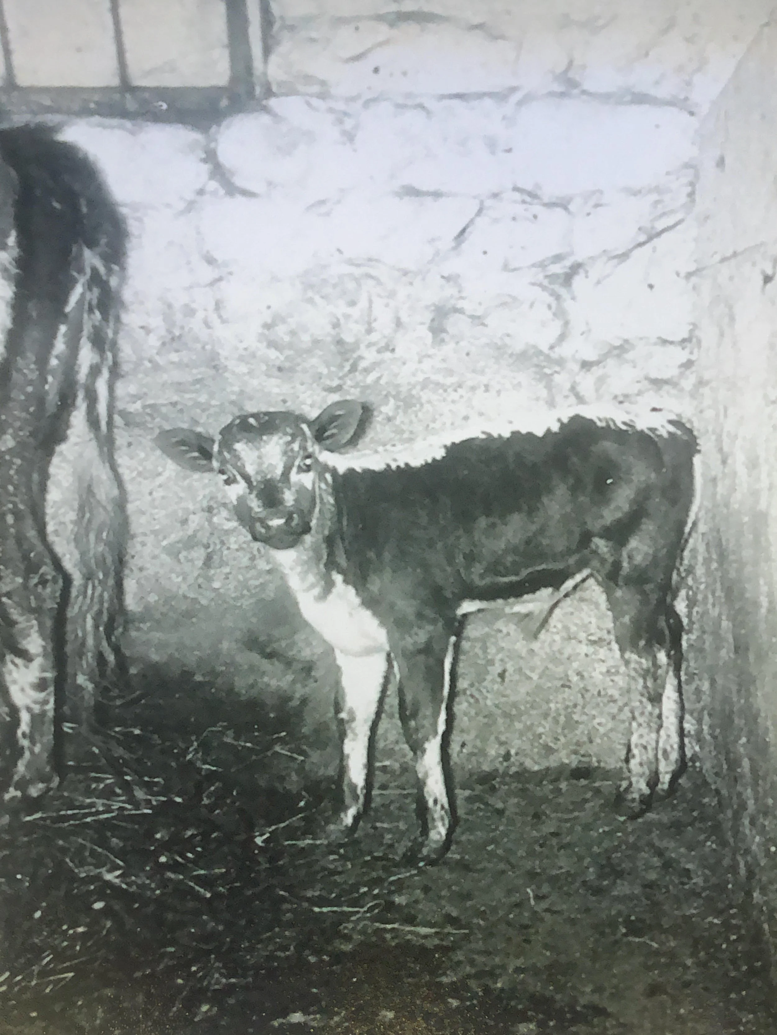 About — The Randall Cattle Registry