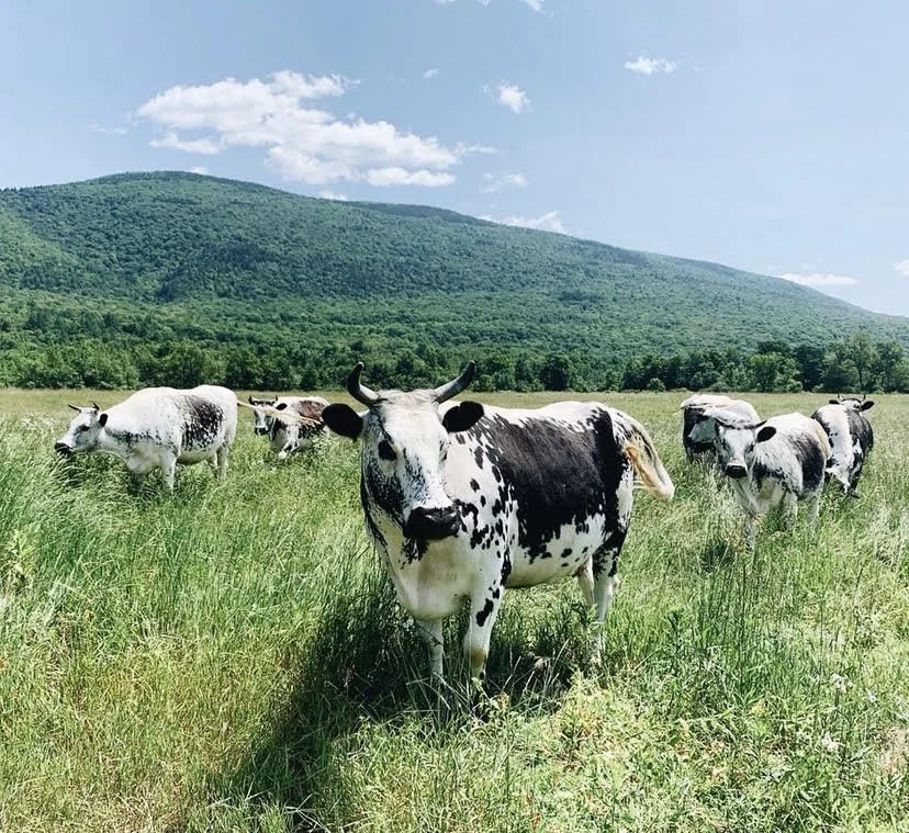 The Randall Cattle Registry