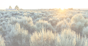 Country Sage Ranches