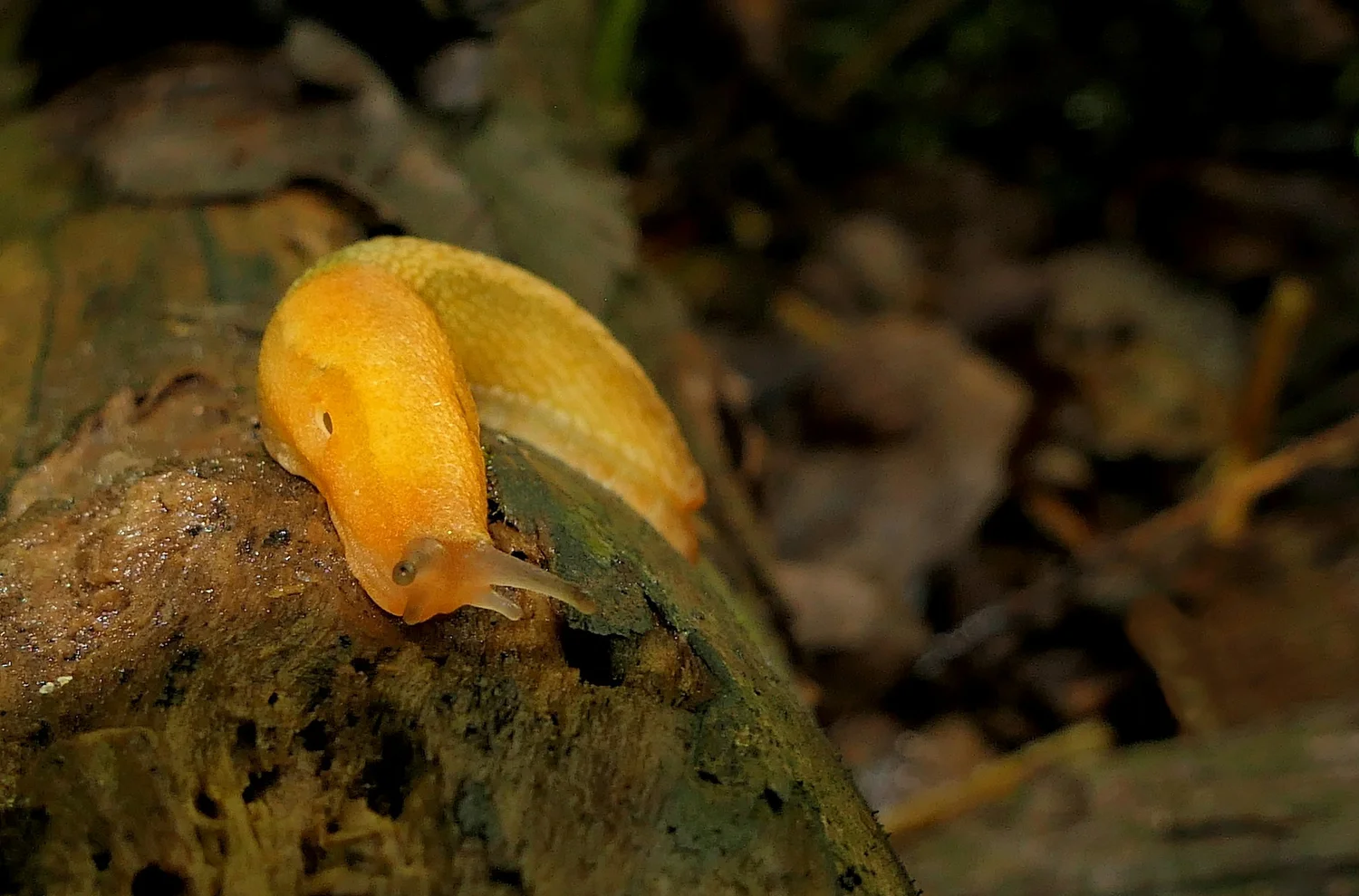 UC Santa Cruz Banana Slugs Mascot: The Story of Sammy the Slug ...