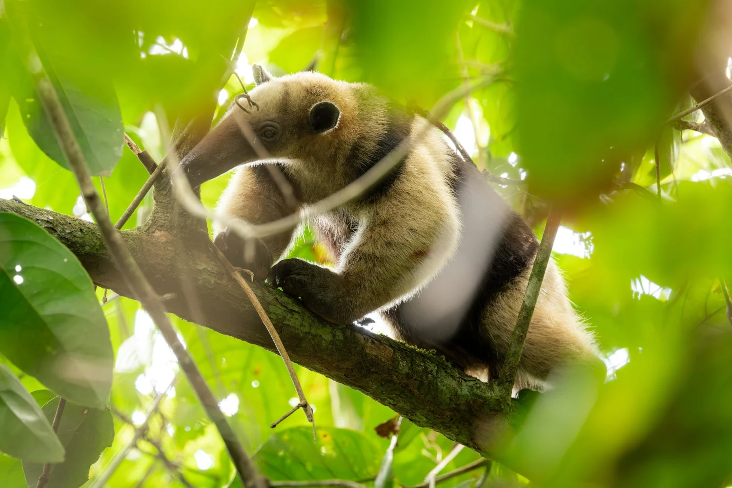 UC Irvine Anteater Mascot: The Story of Peter the Anteater — California ...