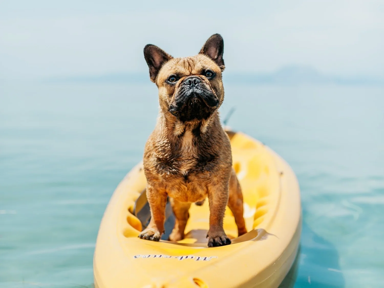 Island Pet Urgent Care