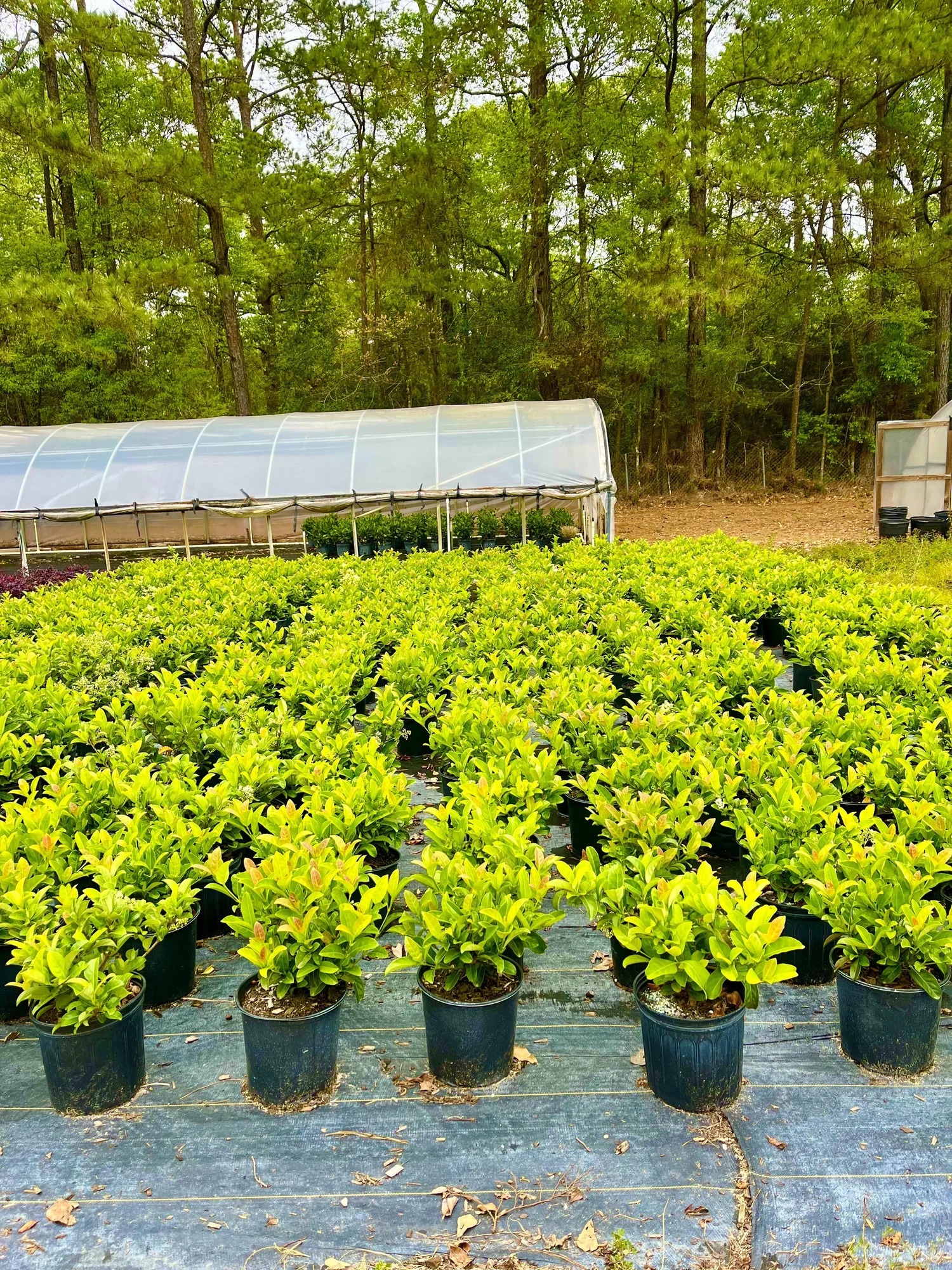 Container Grown Nursery