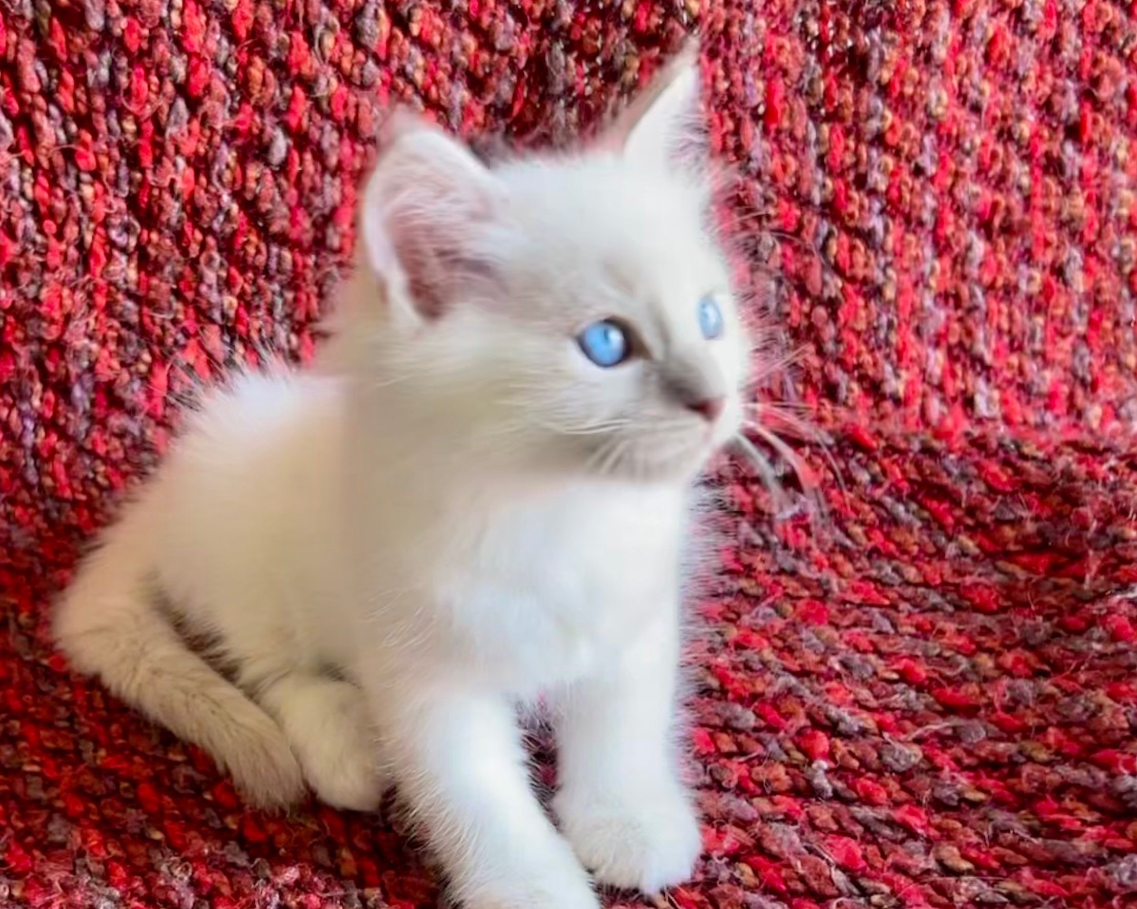 Churchill Magic Ragdolls