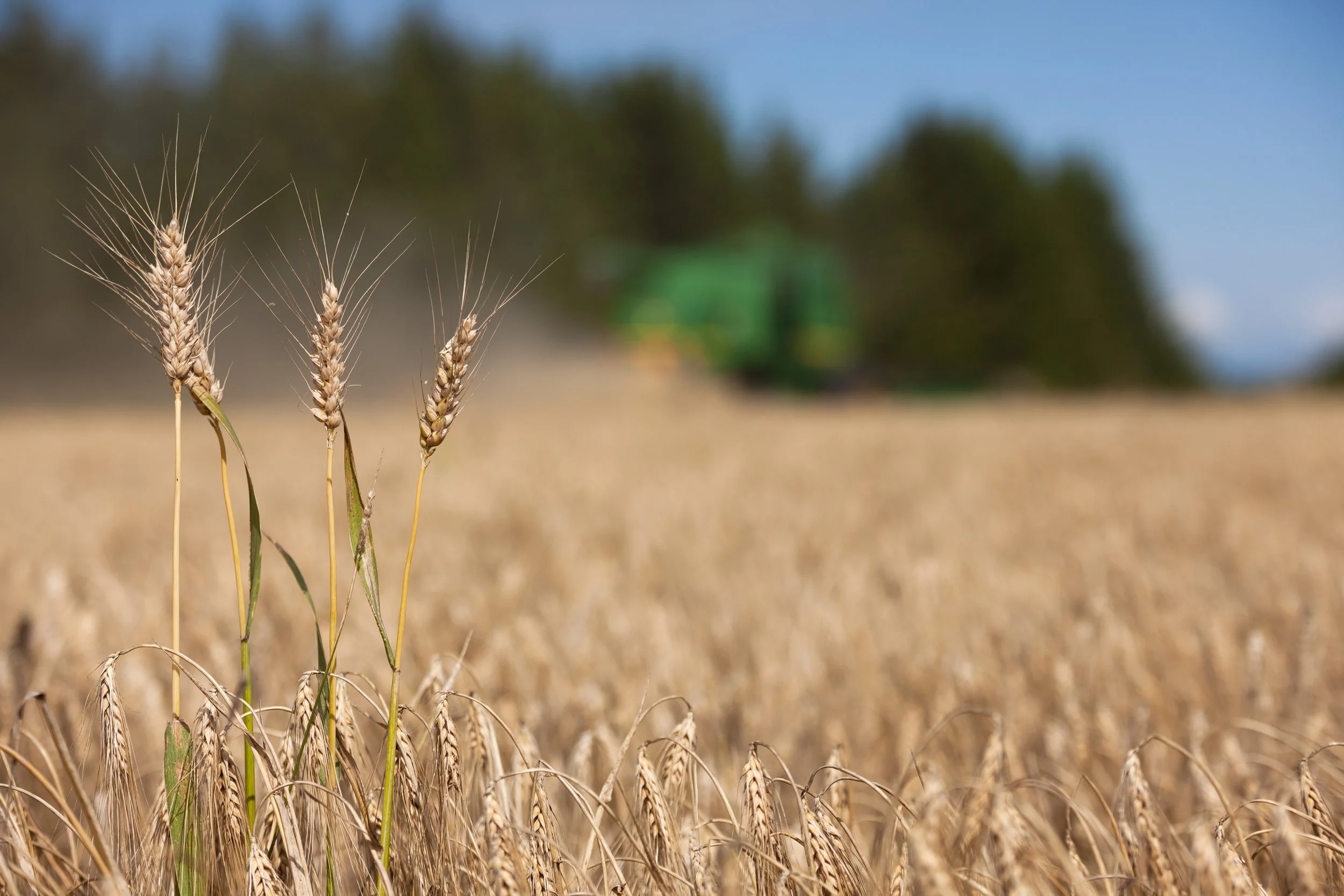 Festival Info — Barnside Harvest Festival