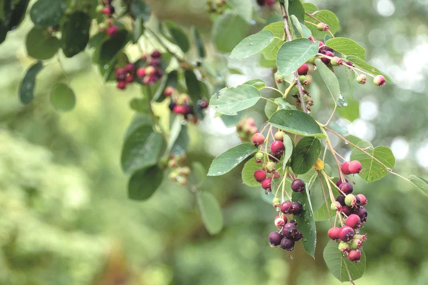 7 Effective Holistic Cold & Flu Remedies For Autumn / Winter — Pranacea