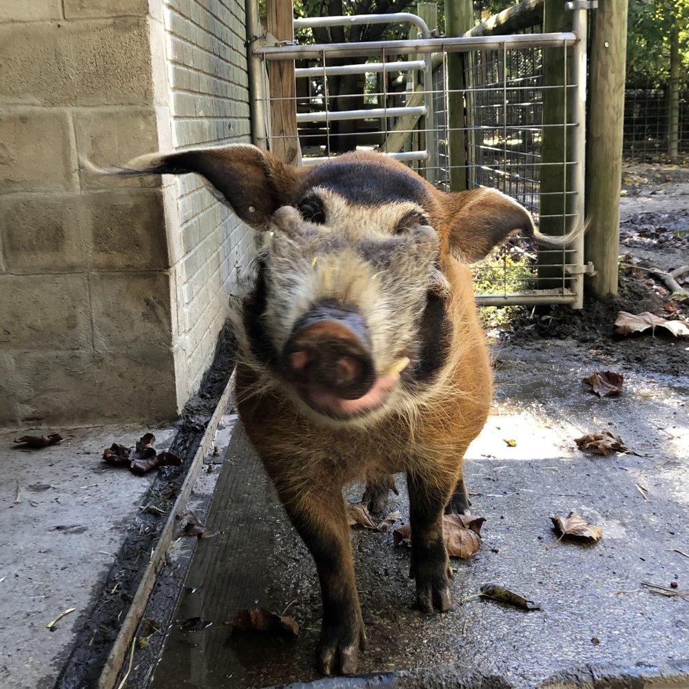 Red River Hogs — Cohanzick Zoo