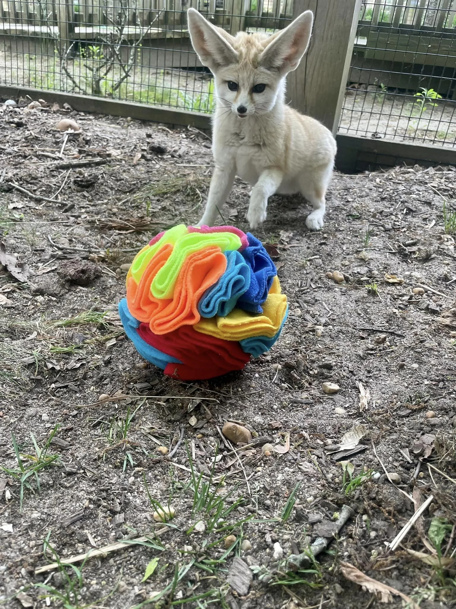 Fennec Foxes — Cohanzick Zoo