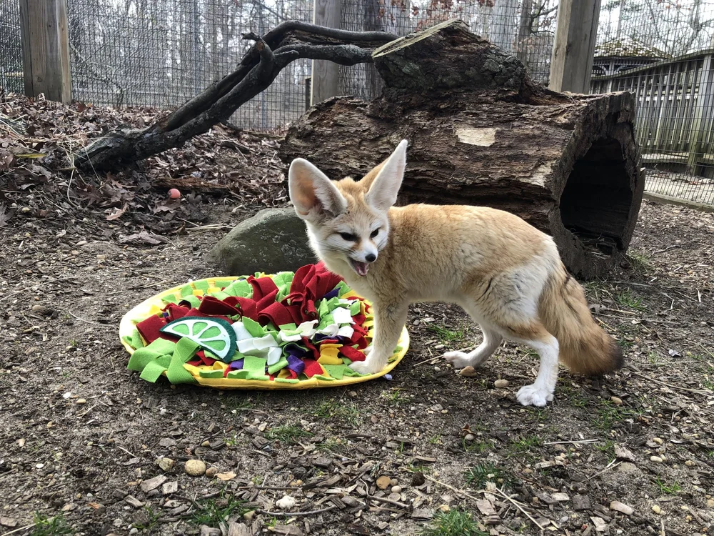 Fennec Foxes — Cohanzick Zoo