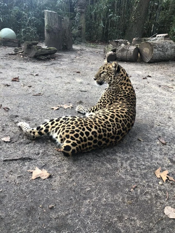 Leopards — Cohanzick Zoo