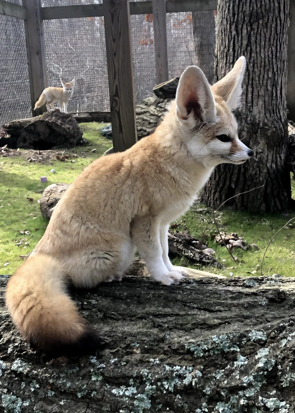 Fennec Foxes — Cohanzick Zoo
