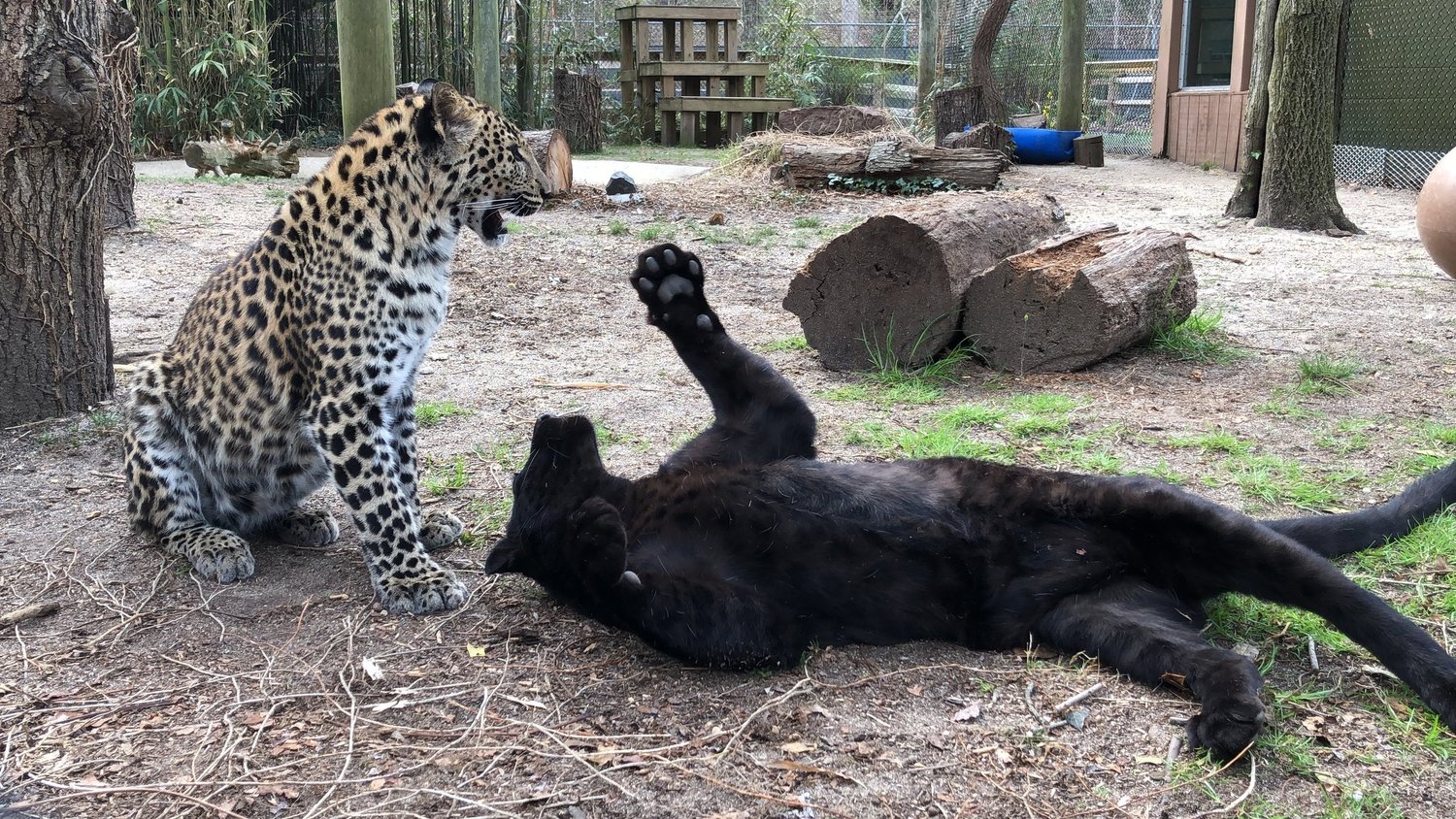 Visit — Cohanzick Zoo