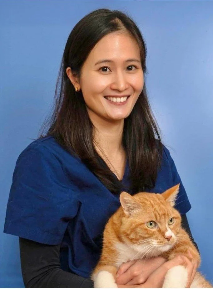 24 Hour Veterinary Care — North Point Animal Hospital | 北角動物醫院