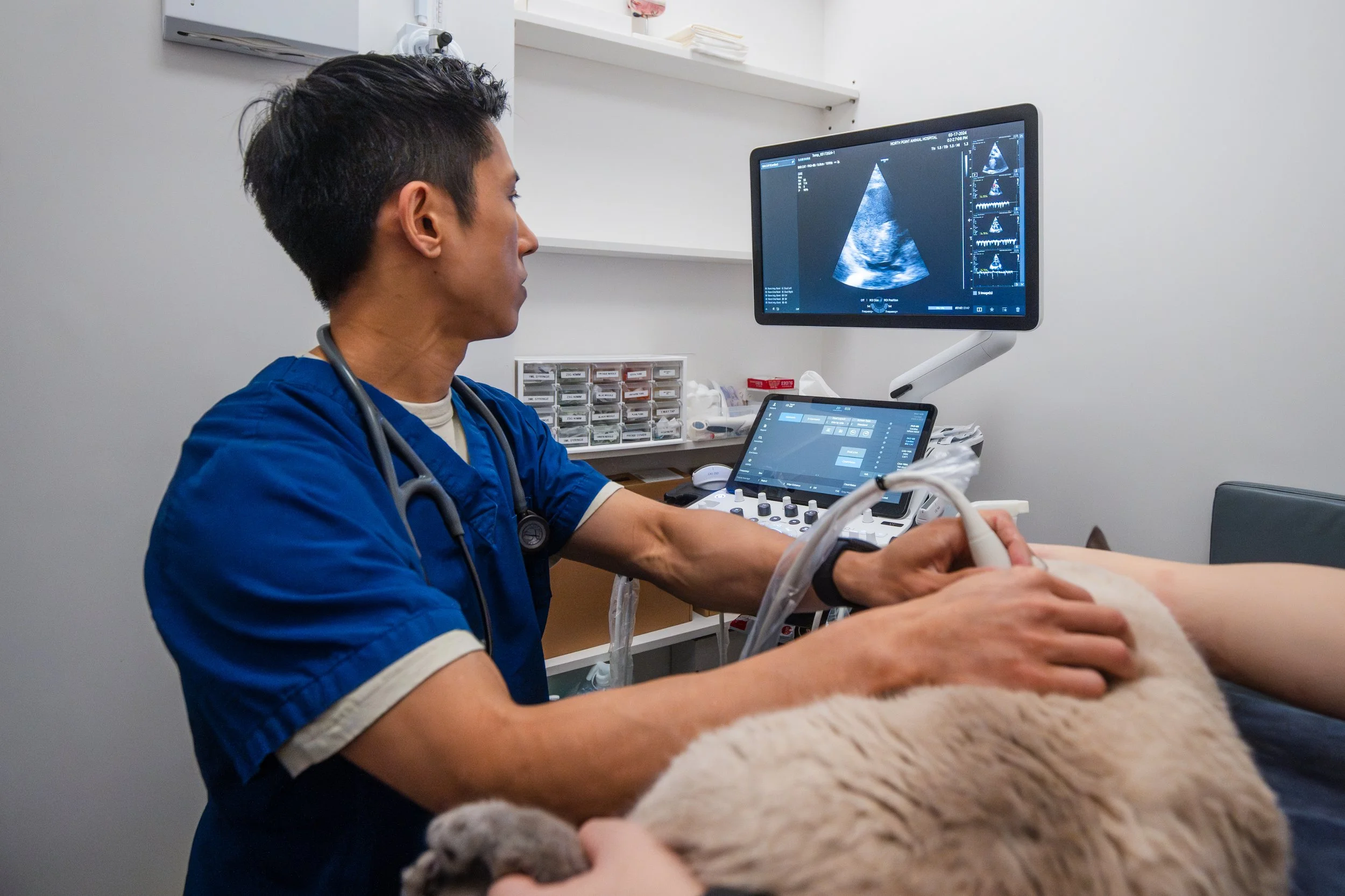 24 Hour Veterinary Care — North Point Animal Hospital | 北角動物醫院