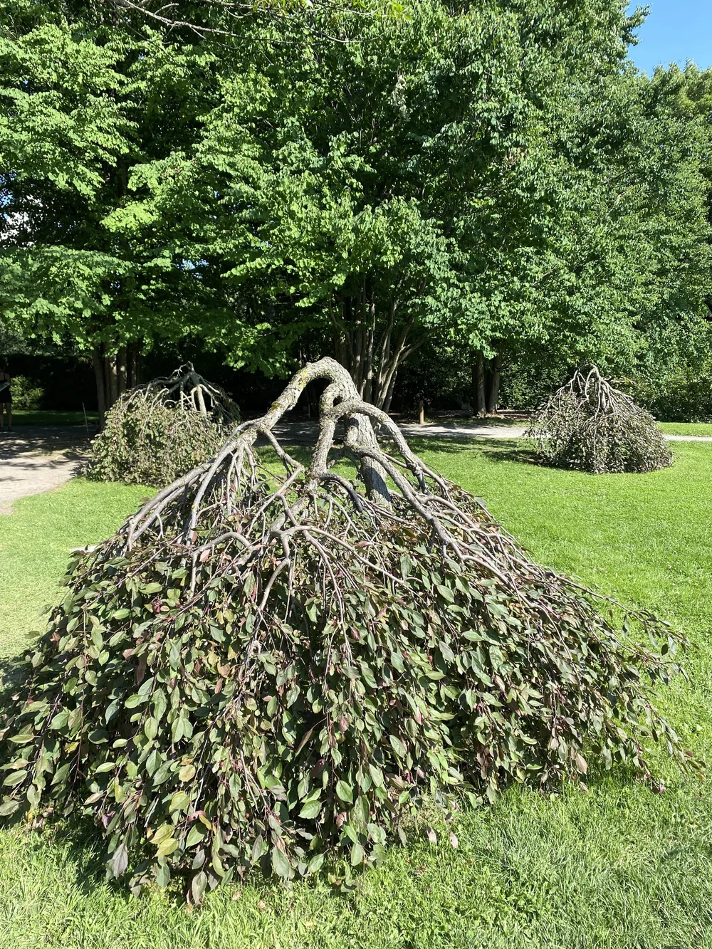 Research — Josh Lam/ 林約希