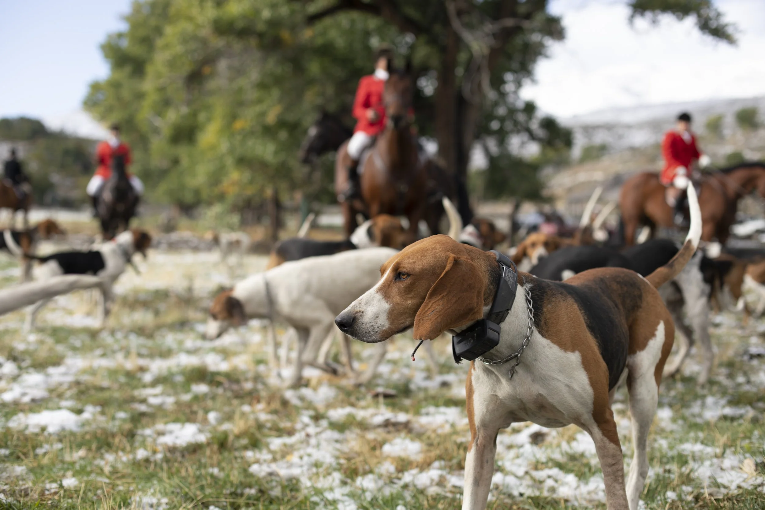 Fox Hunting Hounds