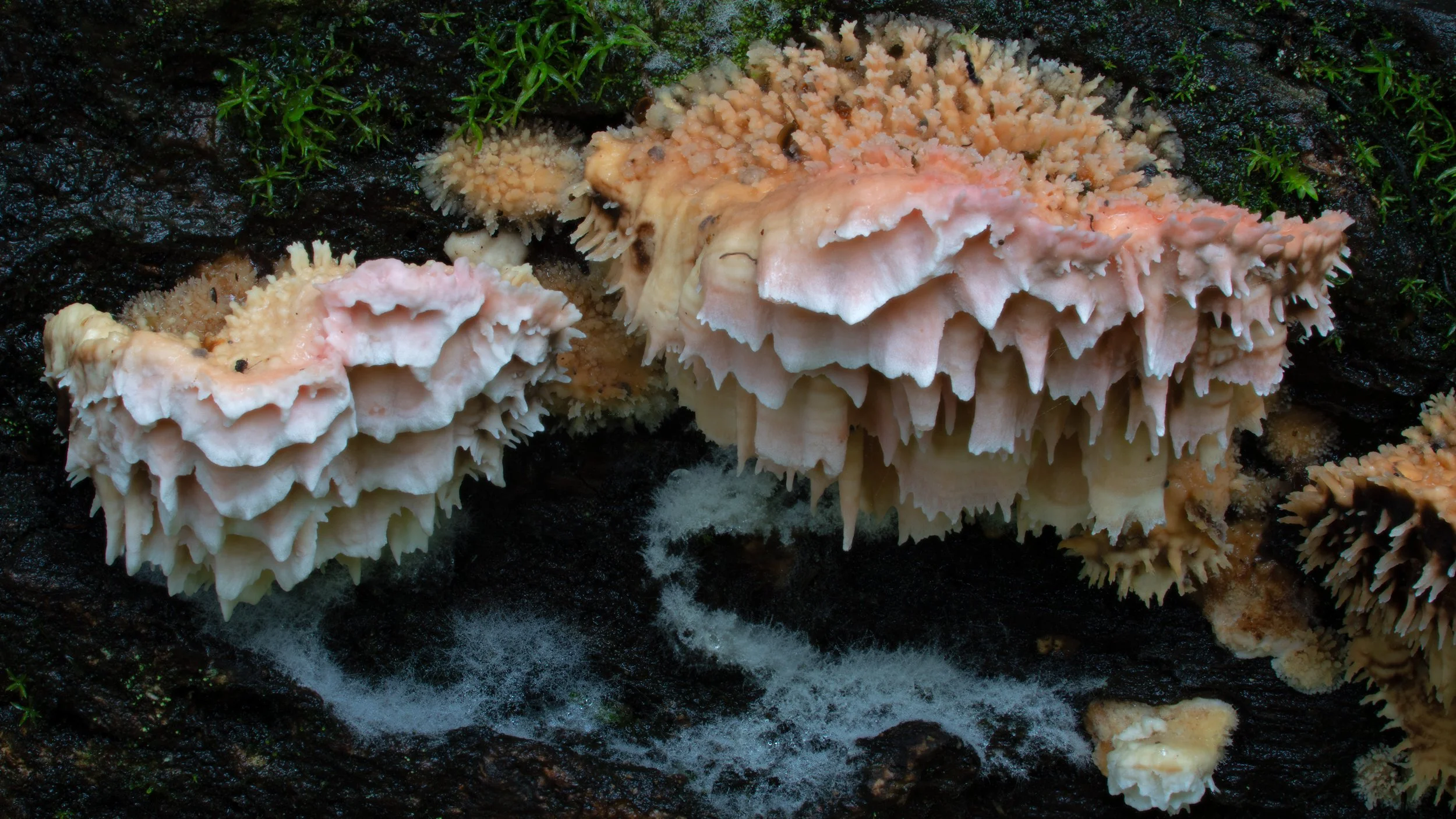 Photography — Planet Fungi