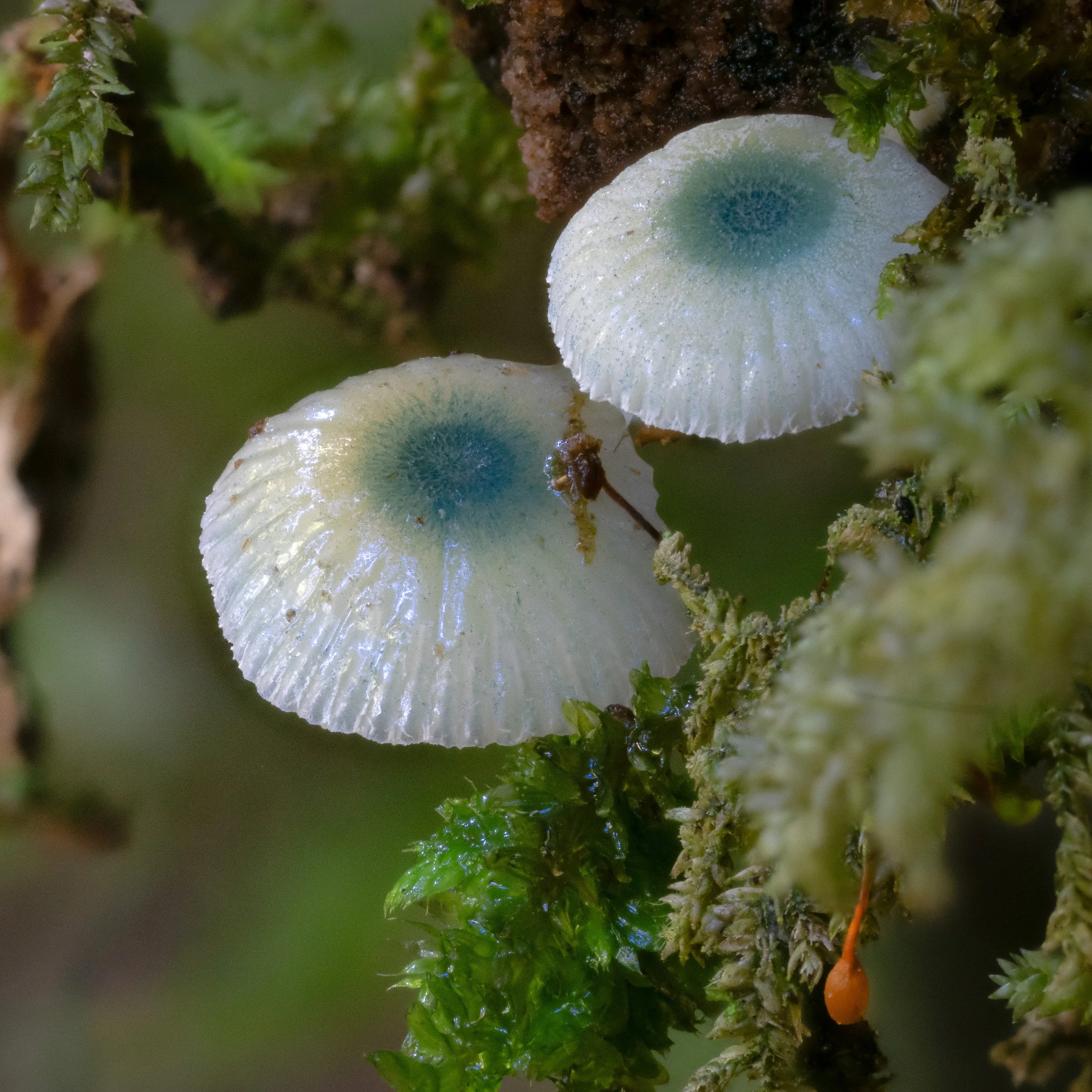 NEW ZEALAND’S FUNKY FUNGI — Planet Fungi