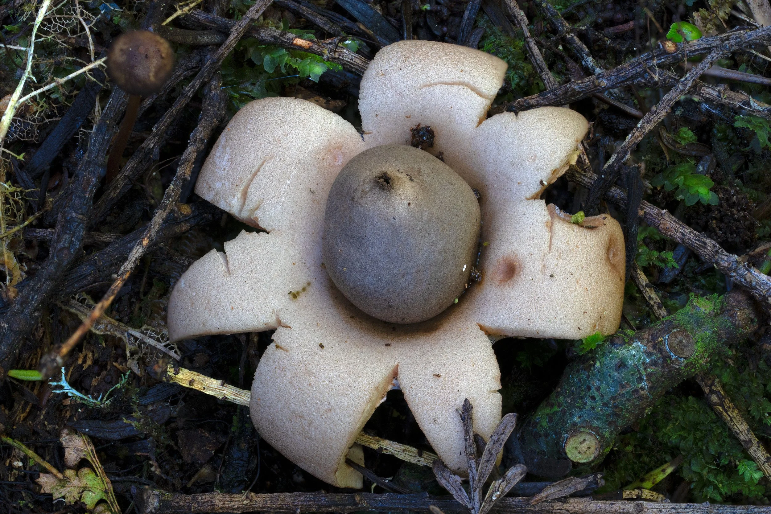 NEW ZEALAND’S FUNKY FUNGI — Planet Fungi