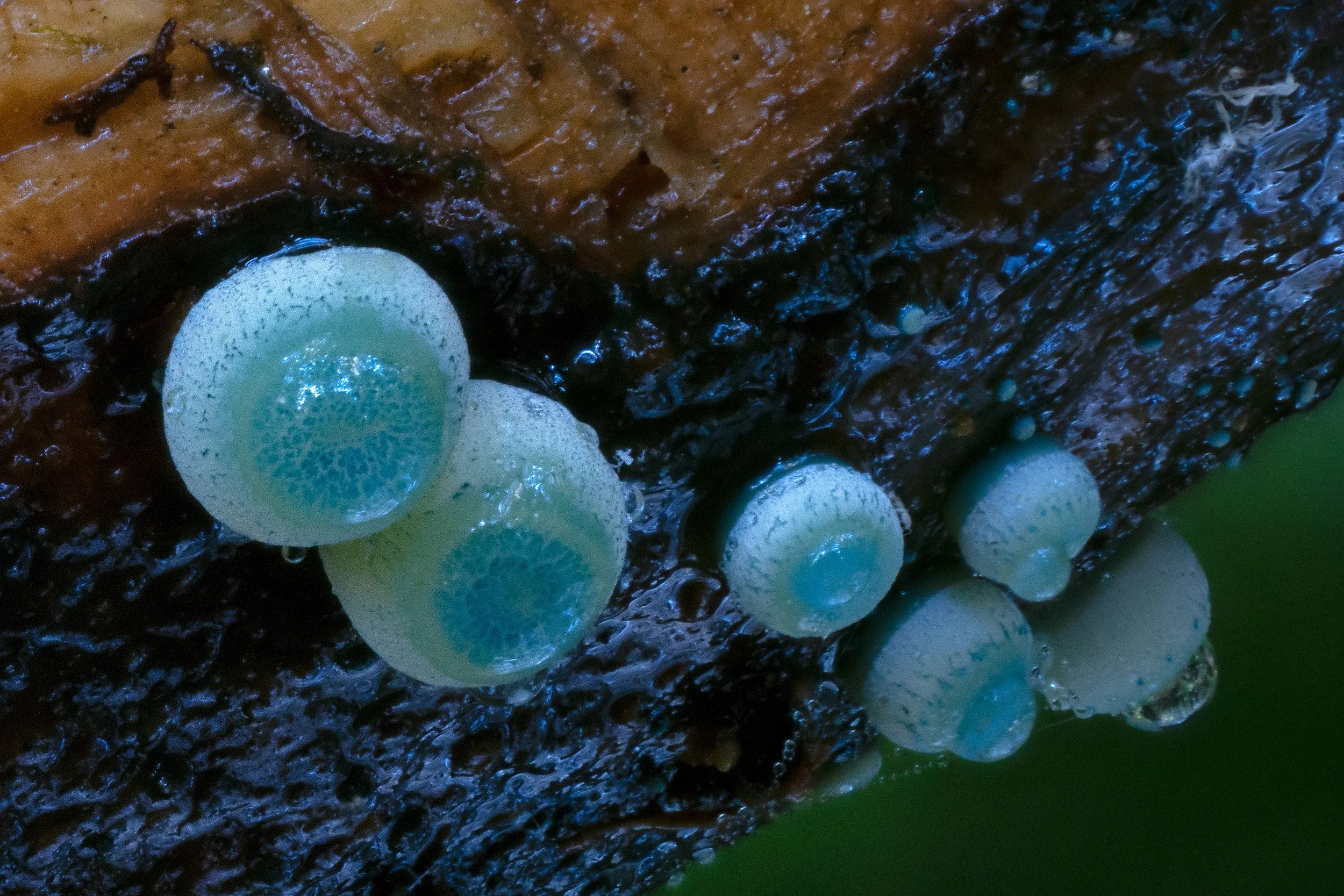 NEW ZEALAND’S FUNKY FUNGI — Planet Fungi