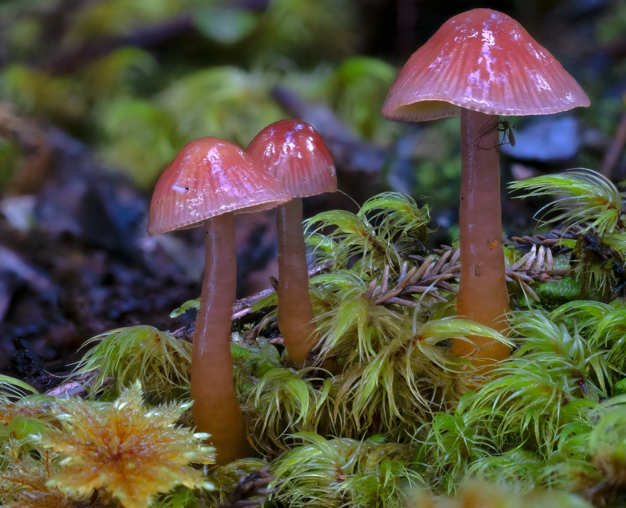 NEW ZEALAND’S FUNKY FUNGI — Planet Fungi