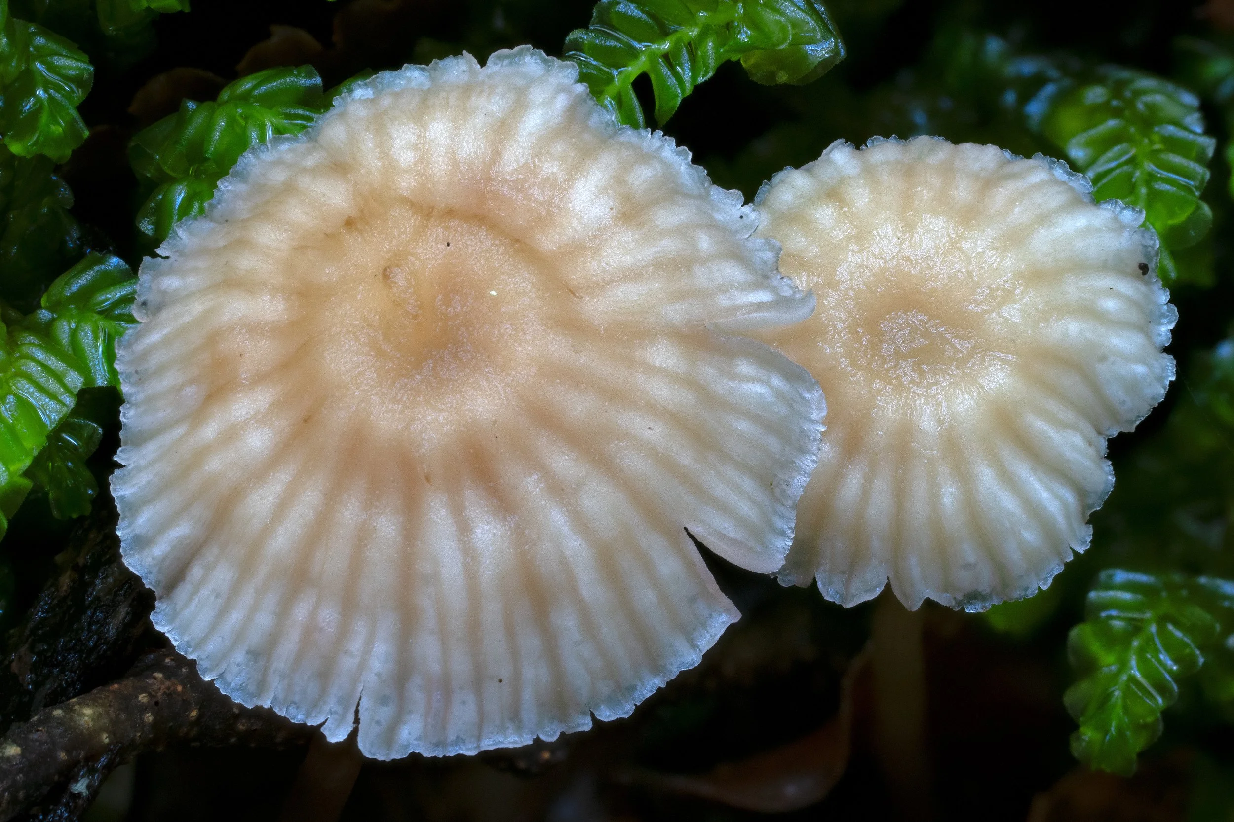 NEW ZEALAND’S FUNKY FUNGI — Planet Fungi