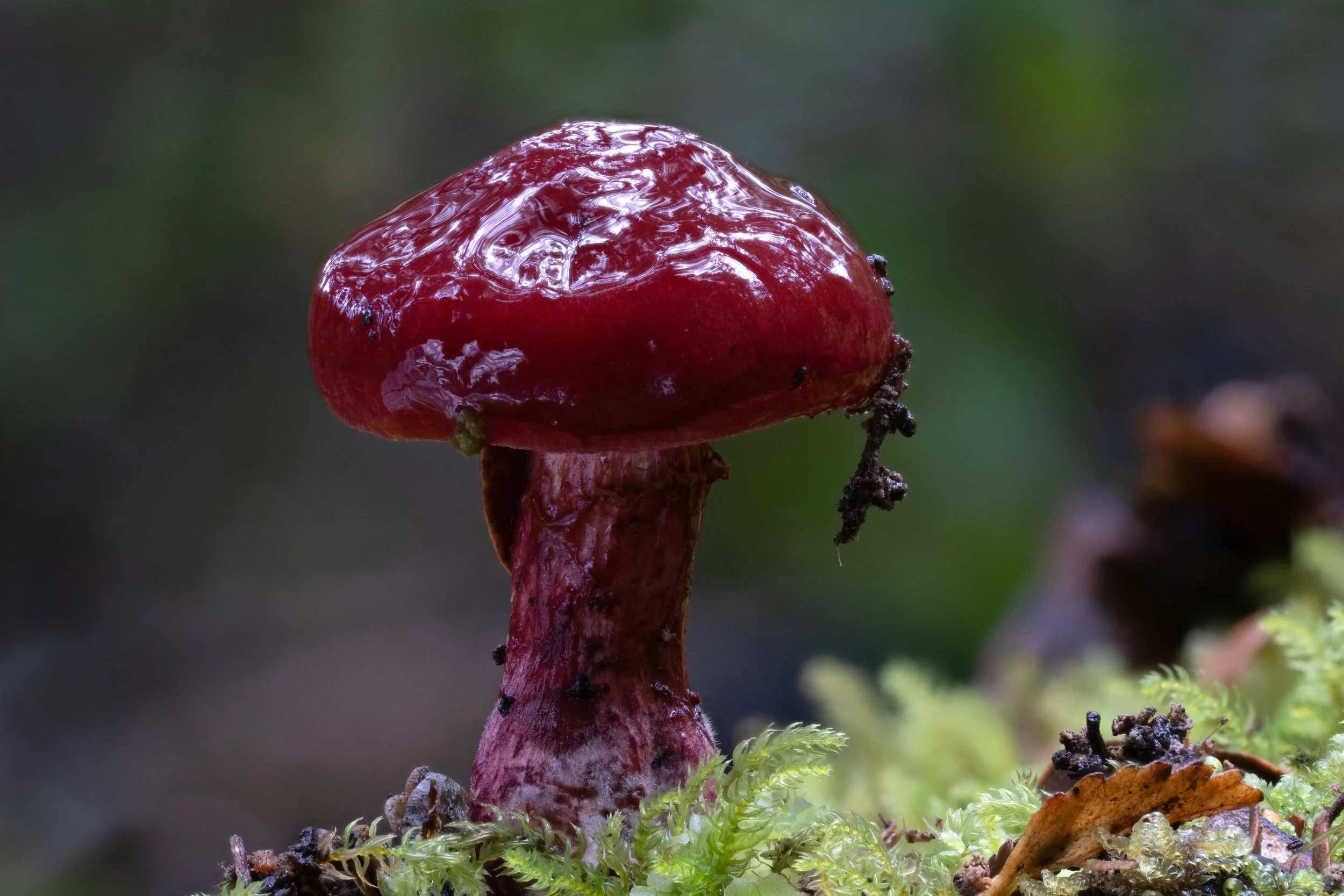 NEW ZEALAND’S FUNKY FUNGI — Planet Fungi