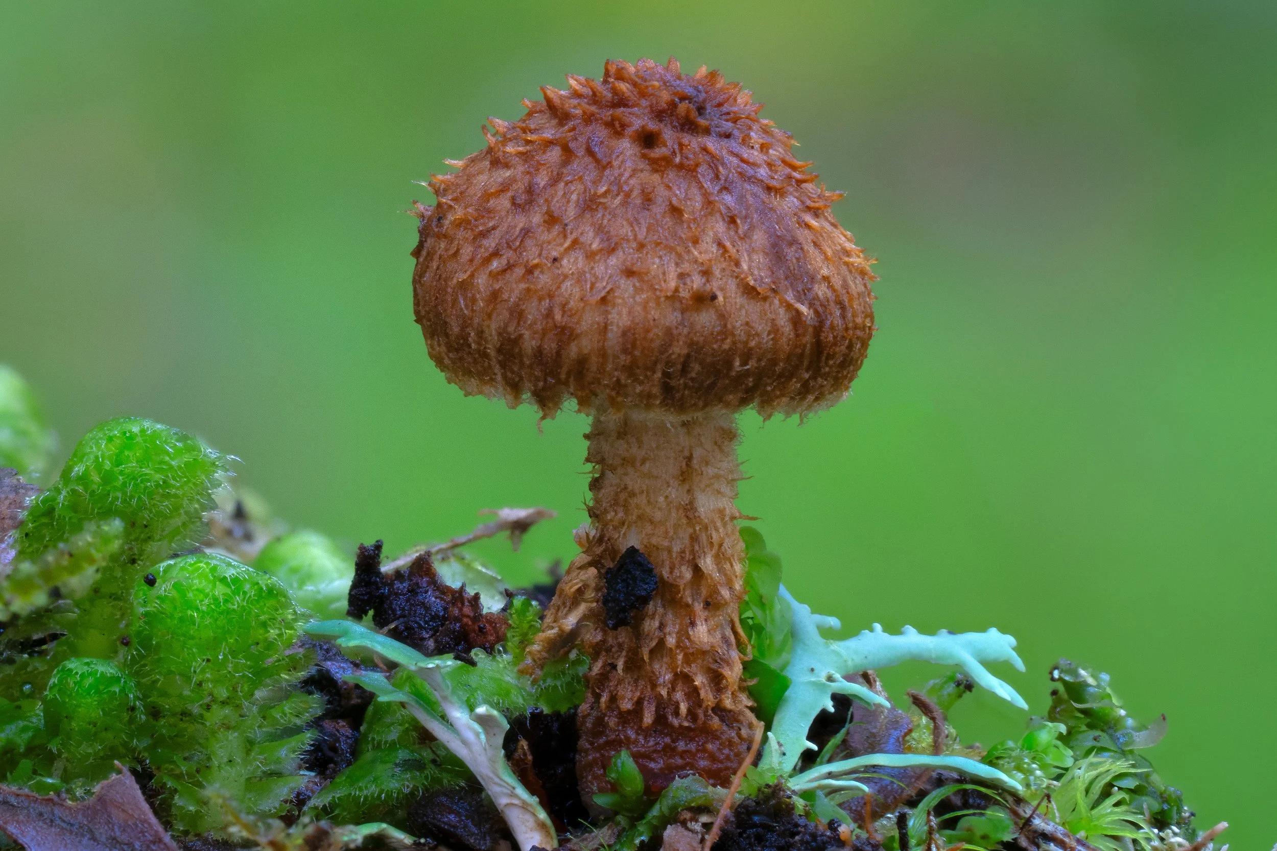 NEW ZEALAND’S FUNKY FUNGI — Planet Fungi