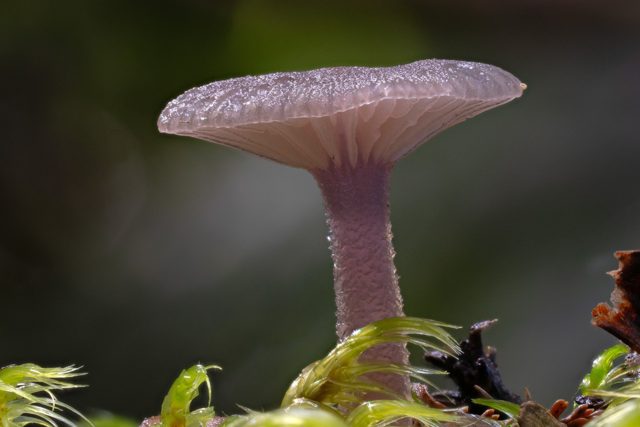 NEW ZEALAND’S FUNKY FUNGI — Planet Fungi