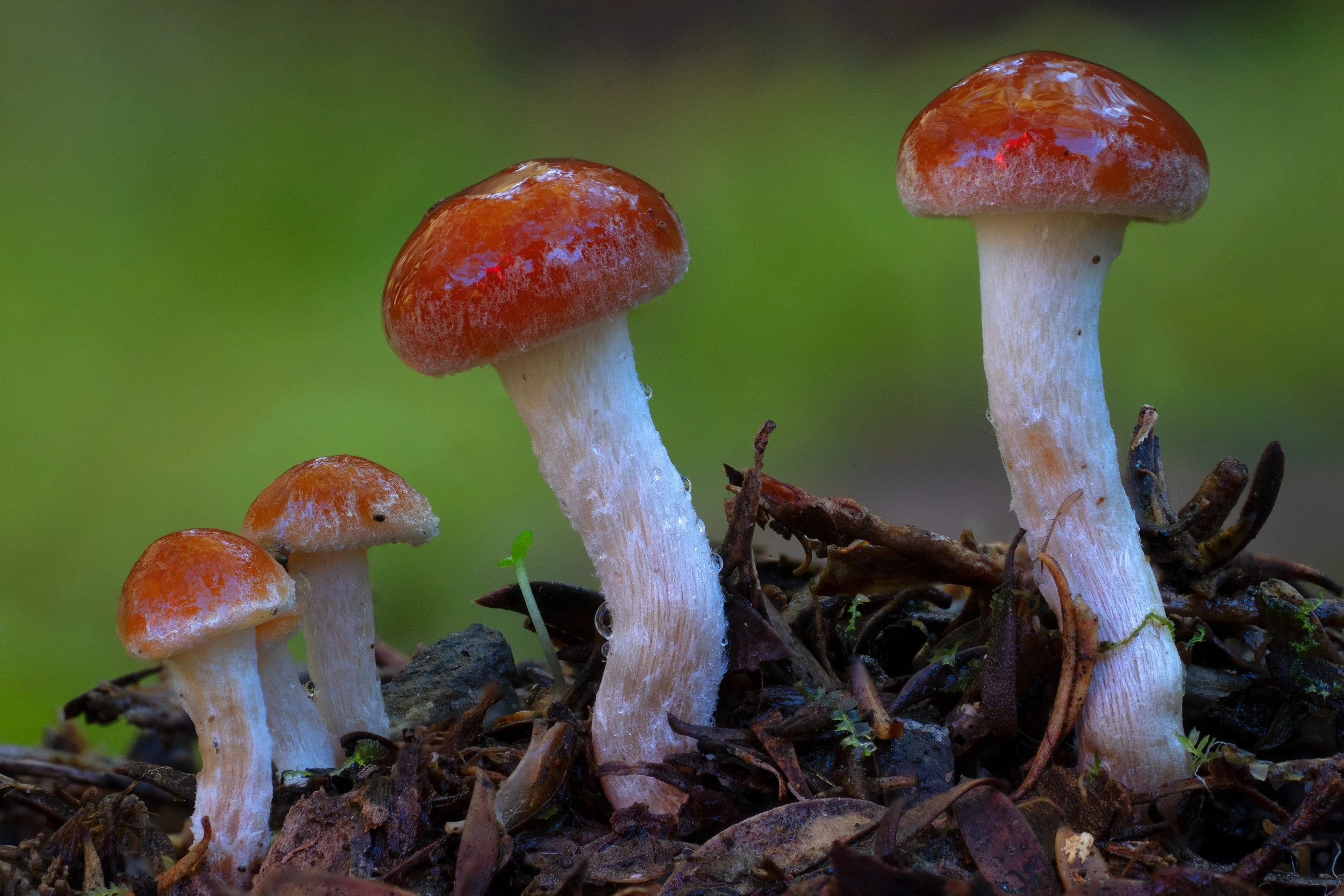NEW ZEALAND’S FUNKY FUNGI — Planet Fungi