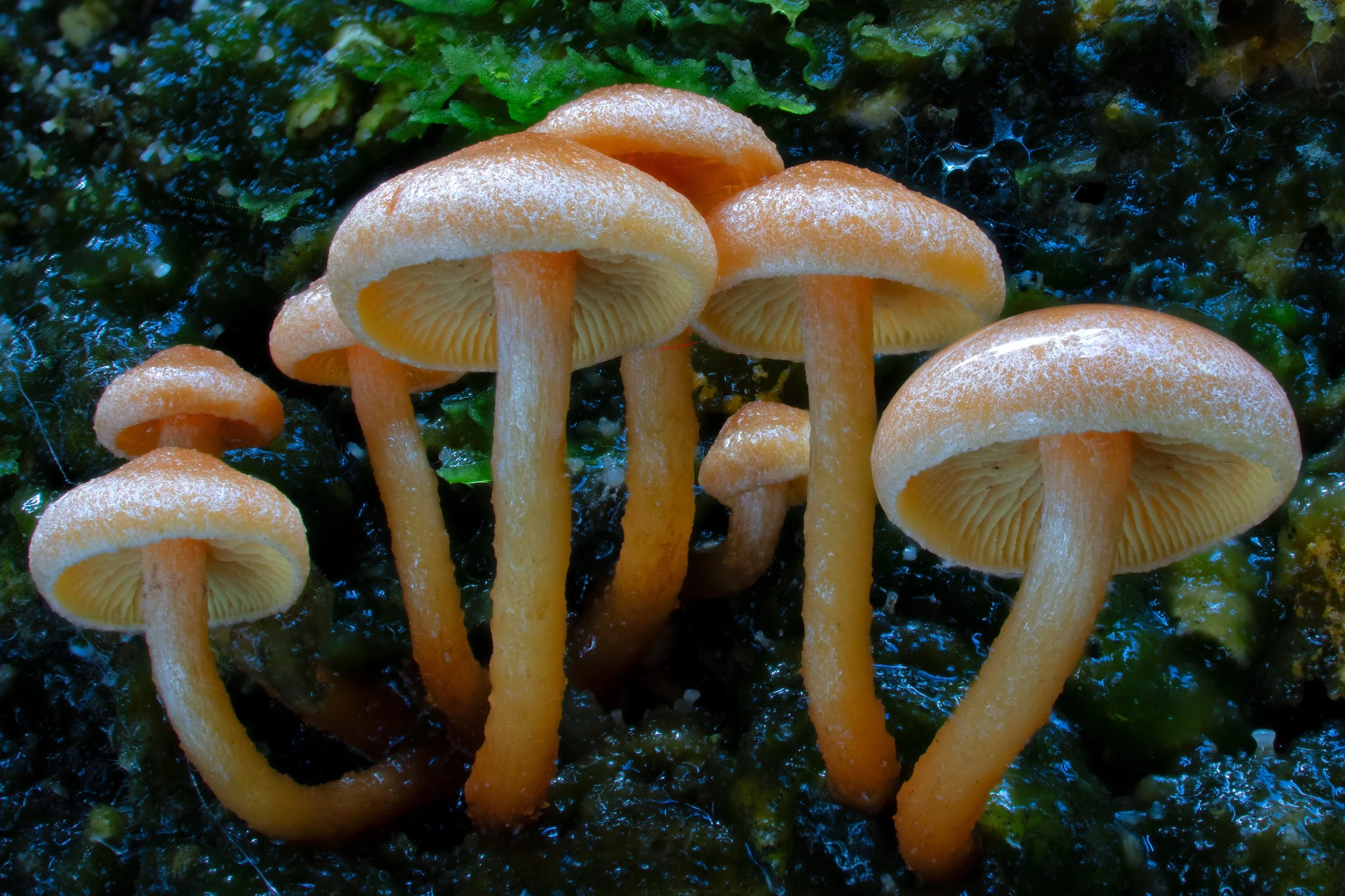 NEW ZEALAND’S FUNKY FUNGI — Planet Fungi