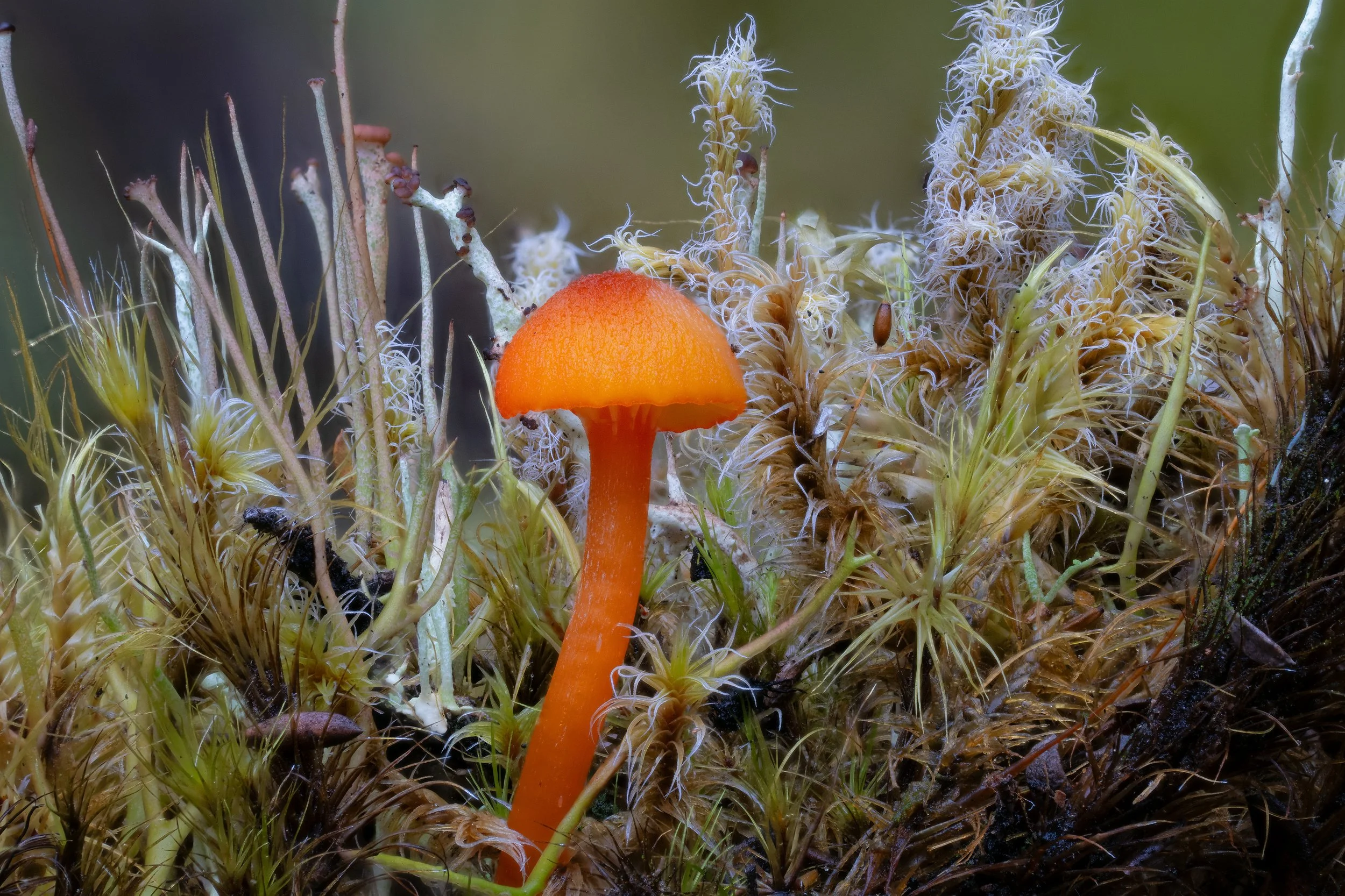 NEW ZEALAND’S FUNKY FUNGI — Planet Fungi
