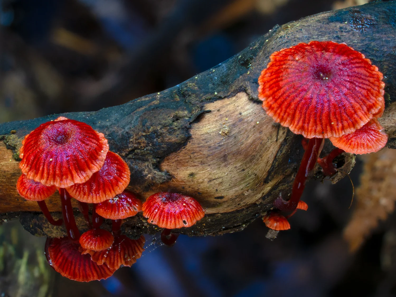 Photography — Planet Fungi