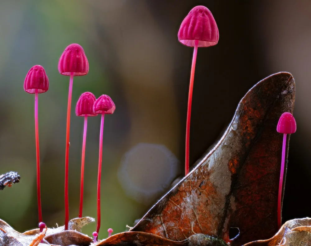 A FESTIVE APPETITE FOR FUNGI 🎄🍄 — Planet Fungi