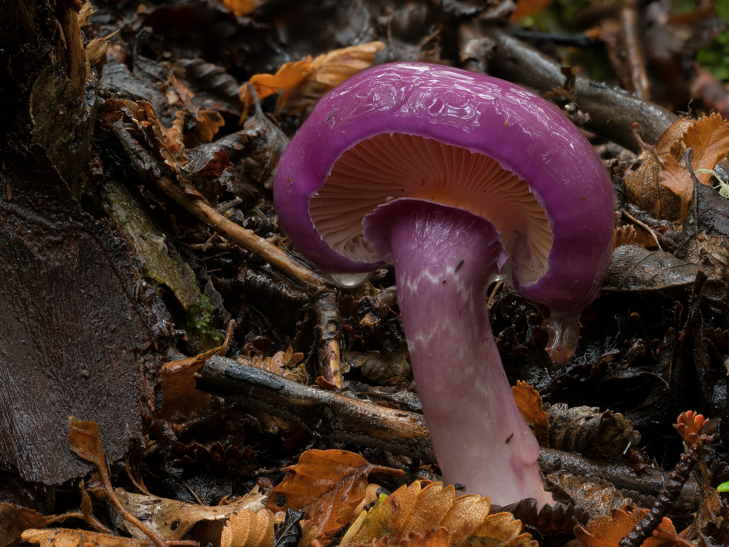 Photography — Planet Fungi
