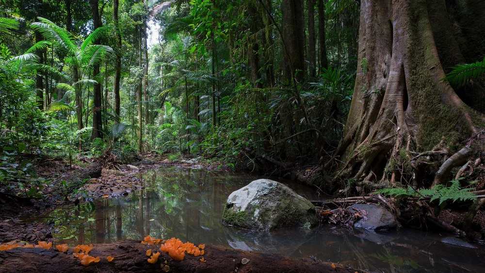Planet Fungi: Follow the Rain - Documentary by Stephen Axford ...