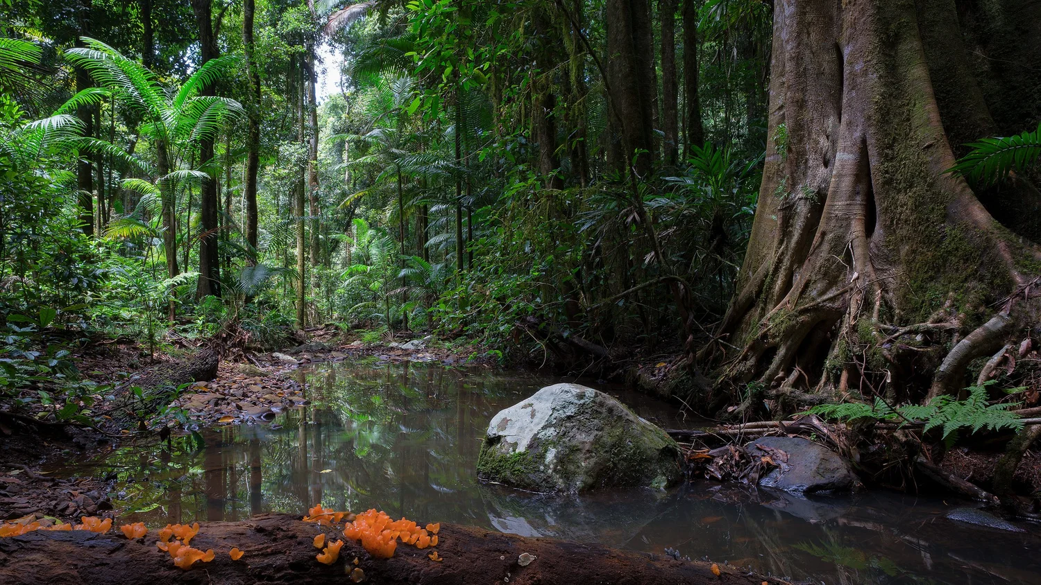 Planet Fungi: Follow the Rain - Documentary by Stephen Axford ...
