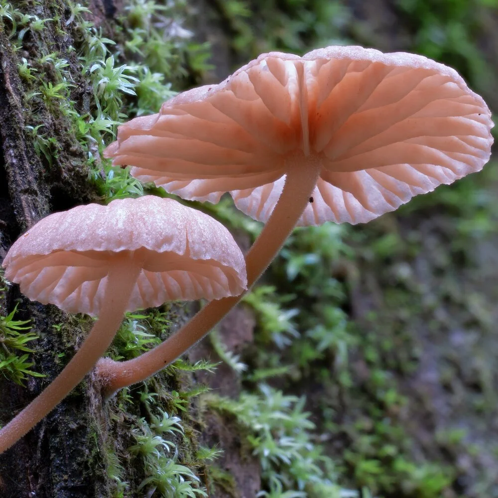 Planet Fungi: North East India | Award Winning Documentary — Planet Fungi