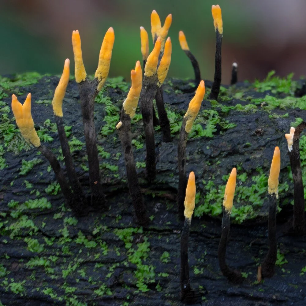 Planet Fungi: North East India | Award Winning Documentary — Planet Fungi