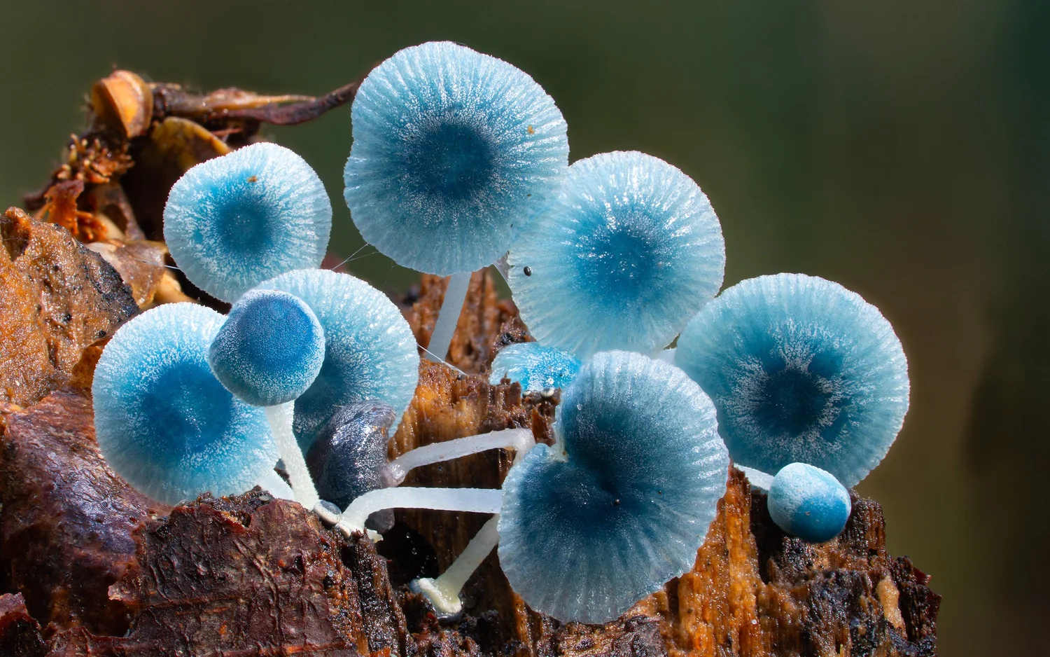 Photography — Planet Fungi