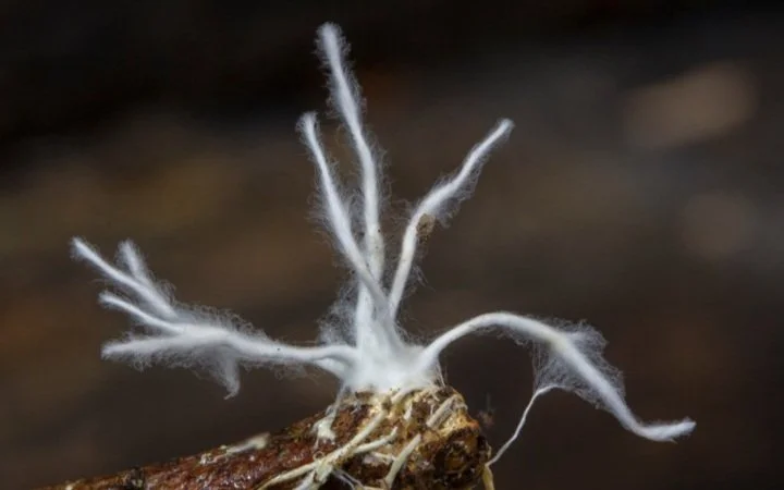 Planet Fungi: Follow the Rain - Documentary by Stephen Axford ...