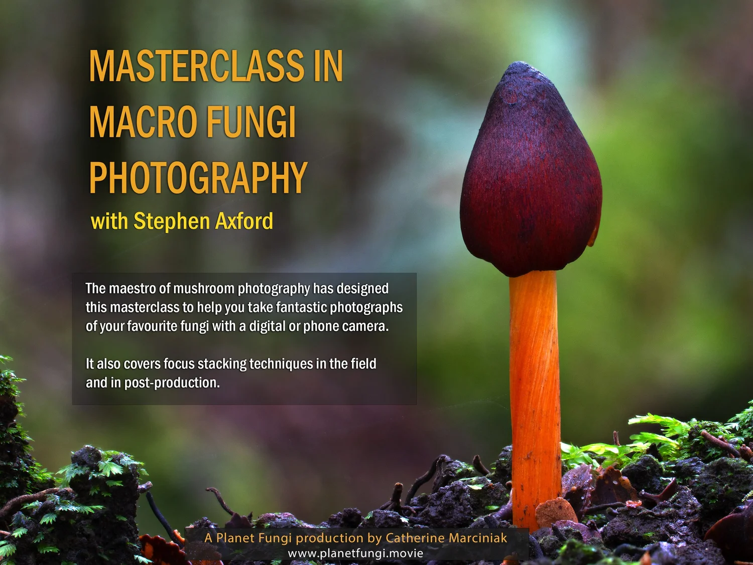 Photography — Planet Fungi